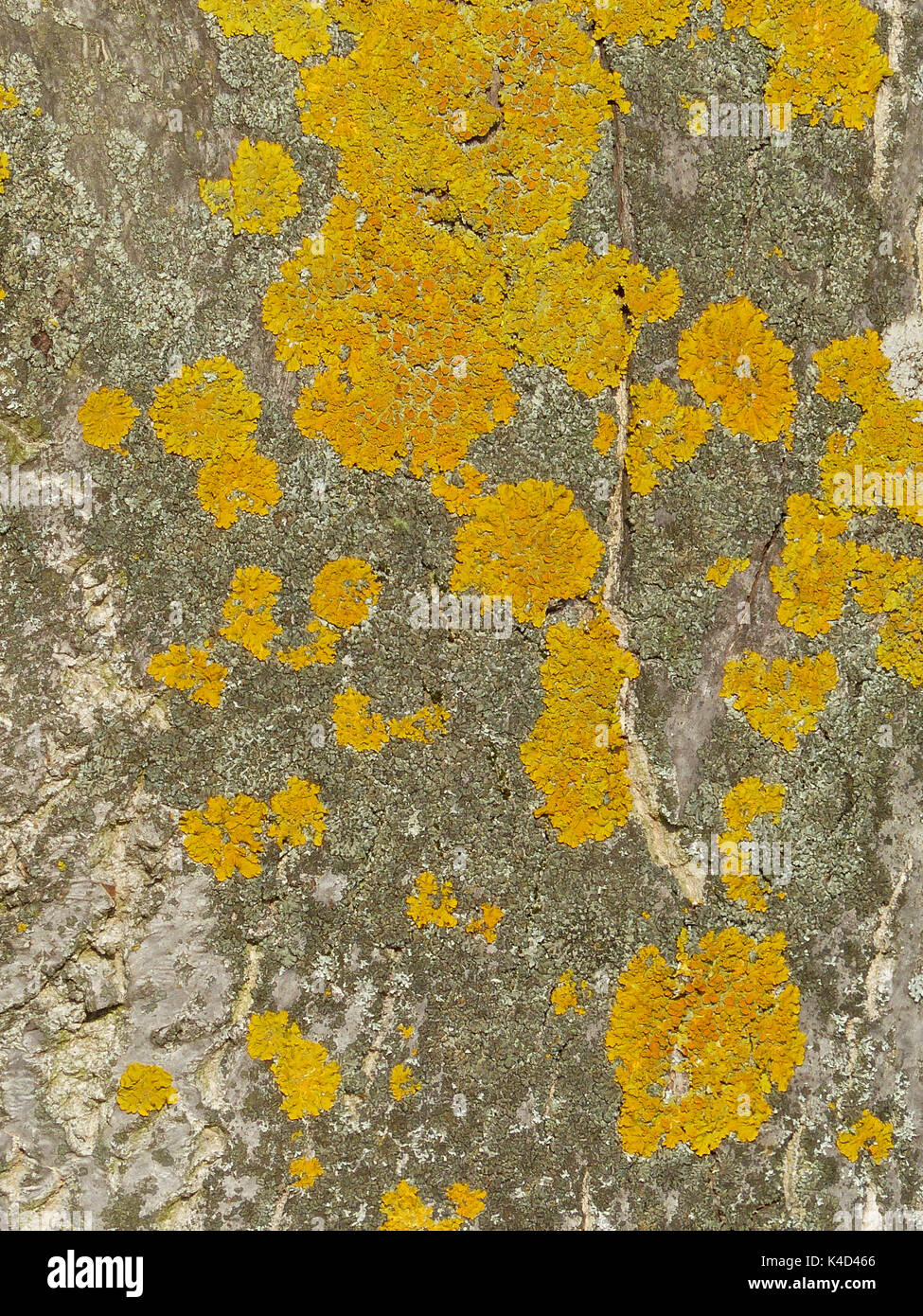 Patch of lichen background hi-res stock photography and images - Alamy