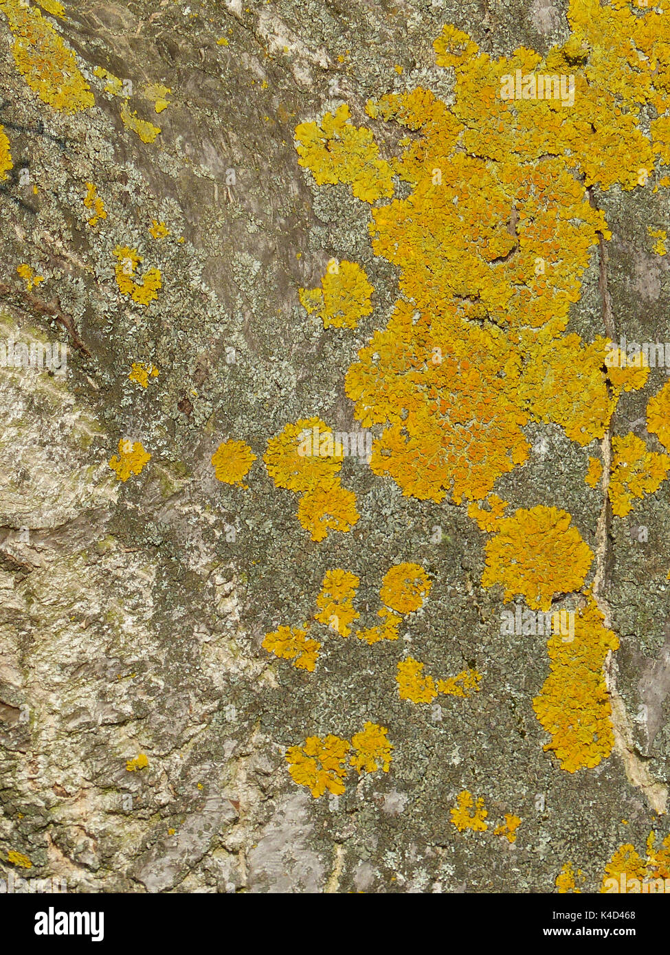 Patch of lichen background hi-res stock photography and images - Alamy