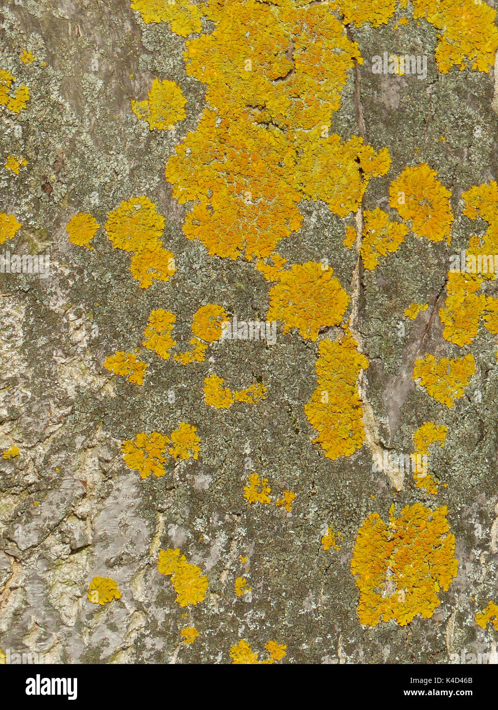 Patch Of Lichen Background High Resolution Stock Photography and Images - Alamy