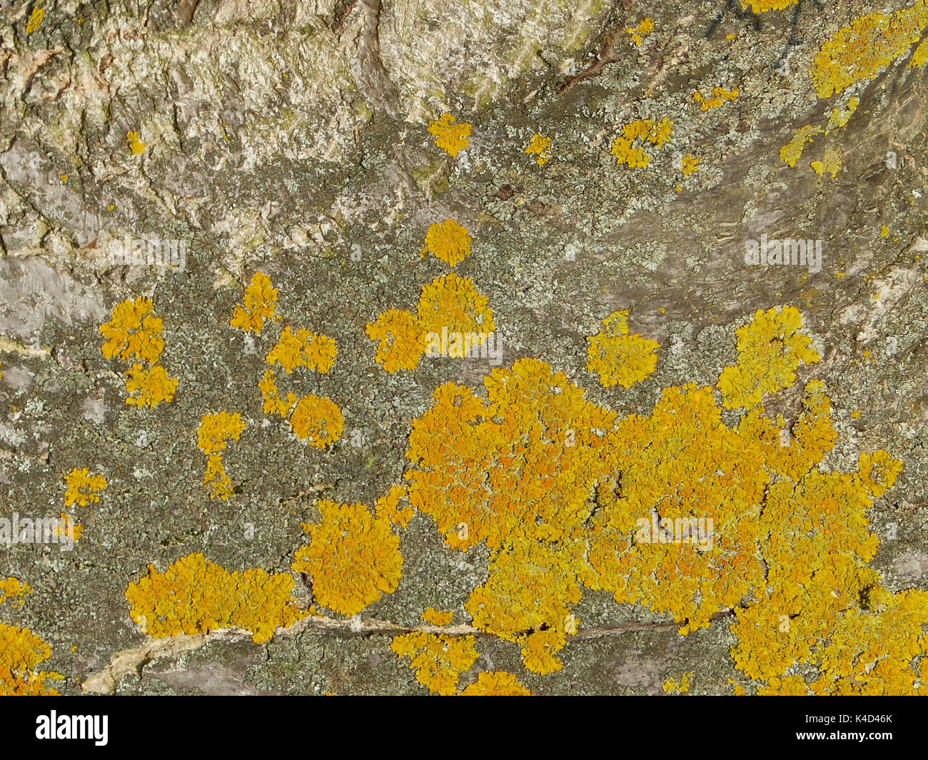 Yellow Lichens On A Tree Trunk, Full Frame, Also Usable As Background ...