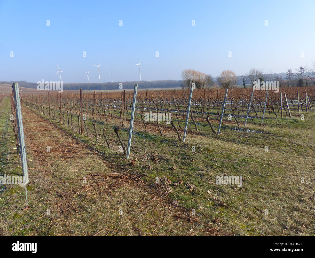 Vines cut hi-res stock photography and images - Alamy