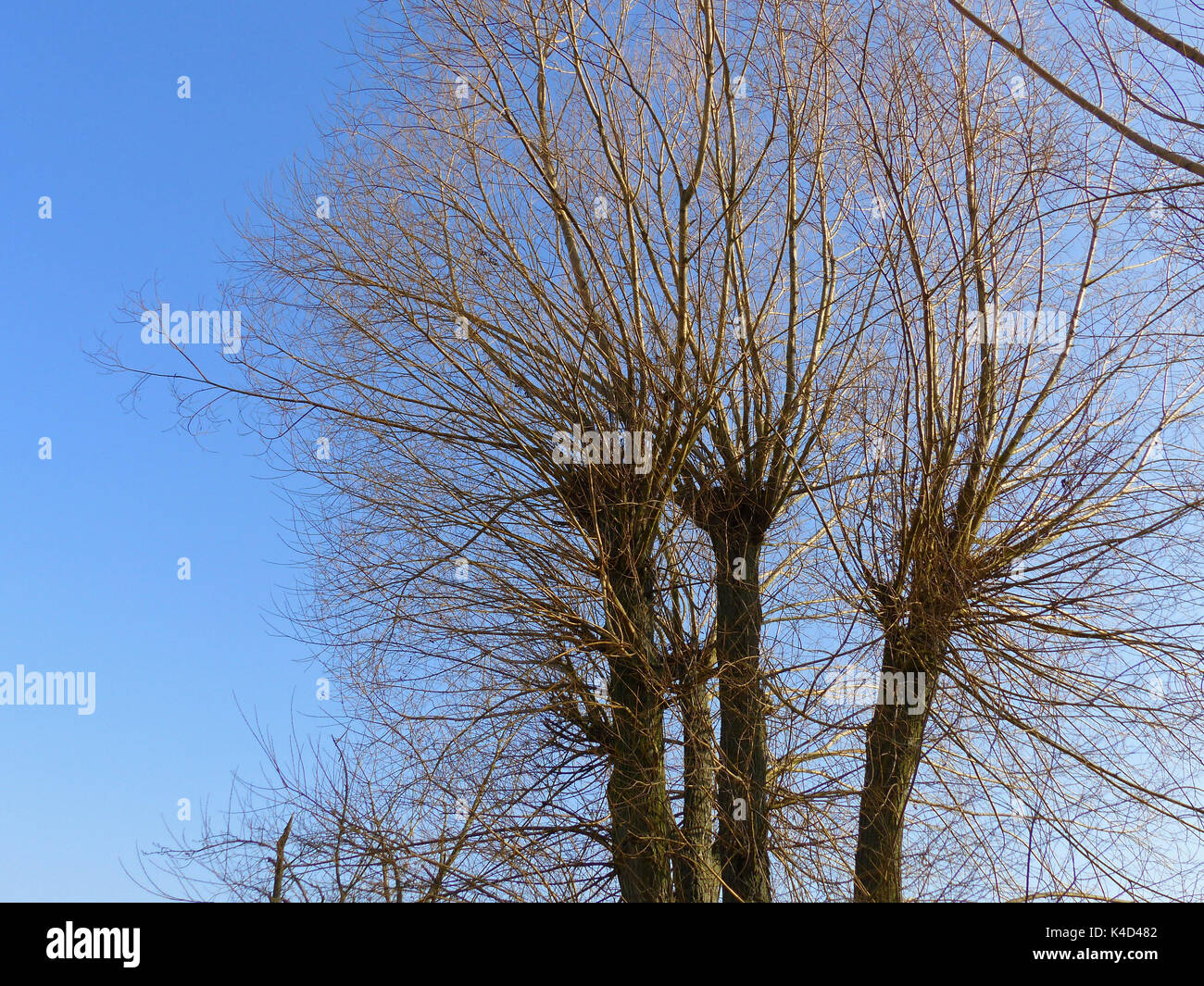 Bald Pollard Willows Stock Photo - Alamy