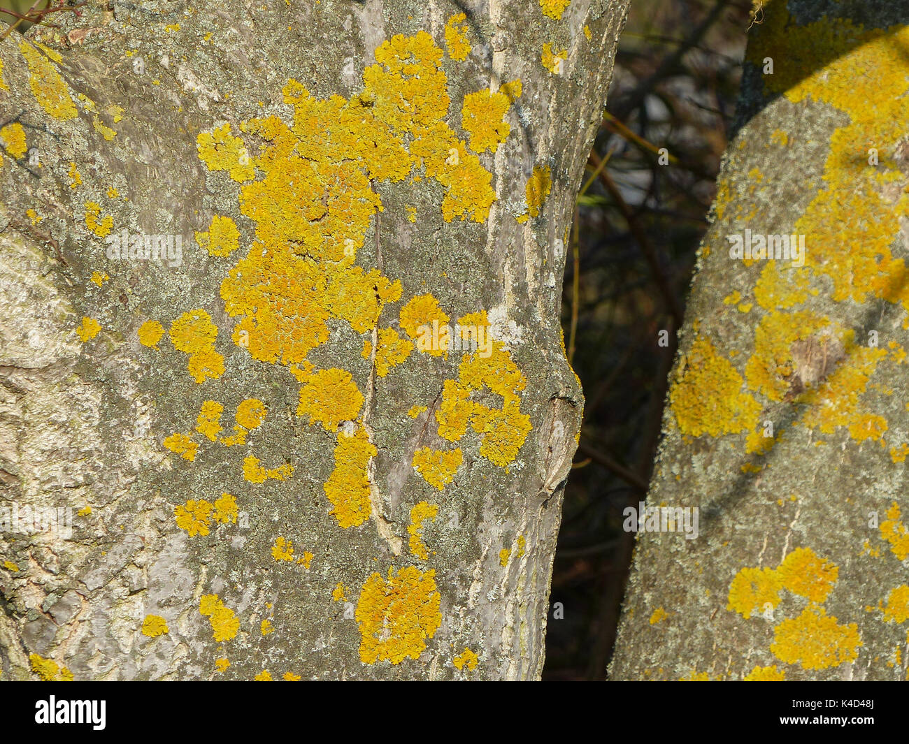 Yellow Lichens On A Tree Trunk Stock Photo - Alamy