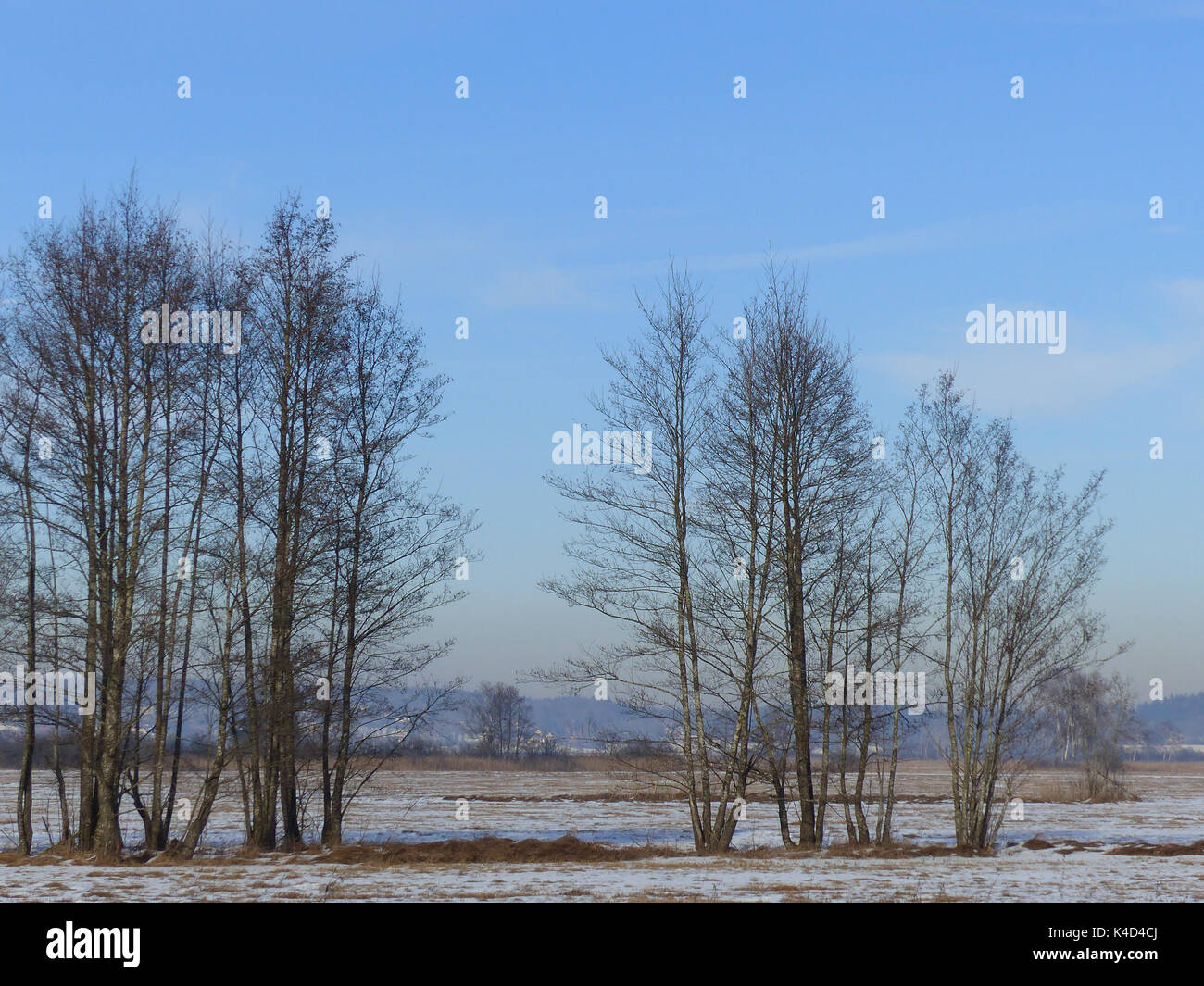 A Group Of Trees In Ampermoss, River Valley Fen Near Ammersee In Upper ...