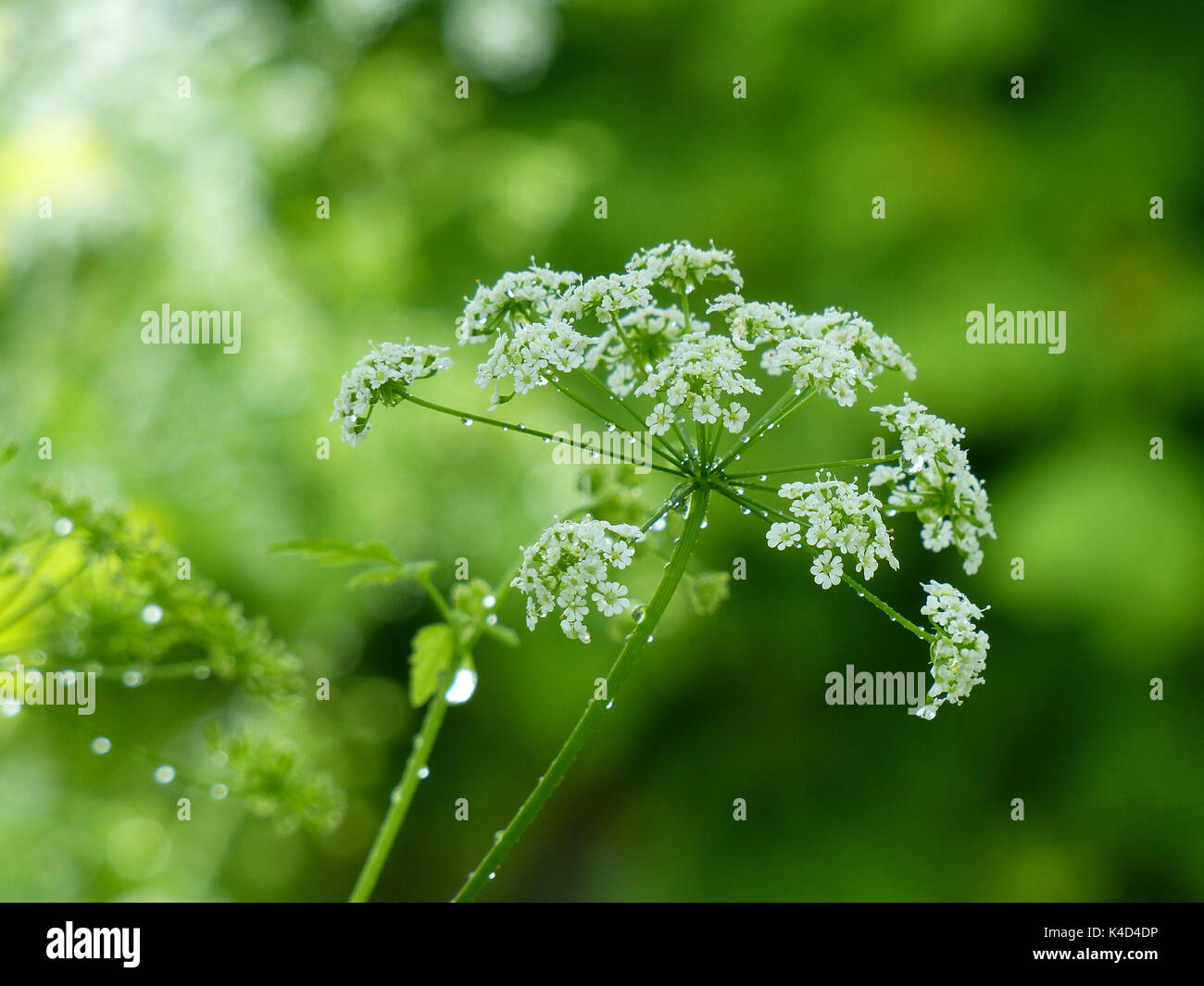 Goutweed flower hi-res stock photography and images - Alamy