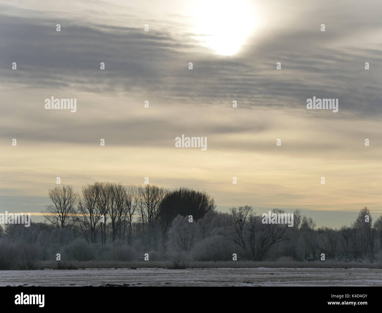 Winter Landscape With A Group Of Trees In Ampermoss, River Valley Fen ...