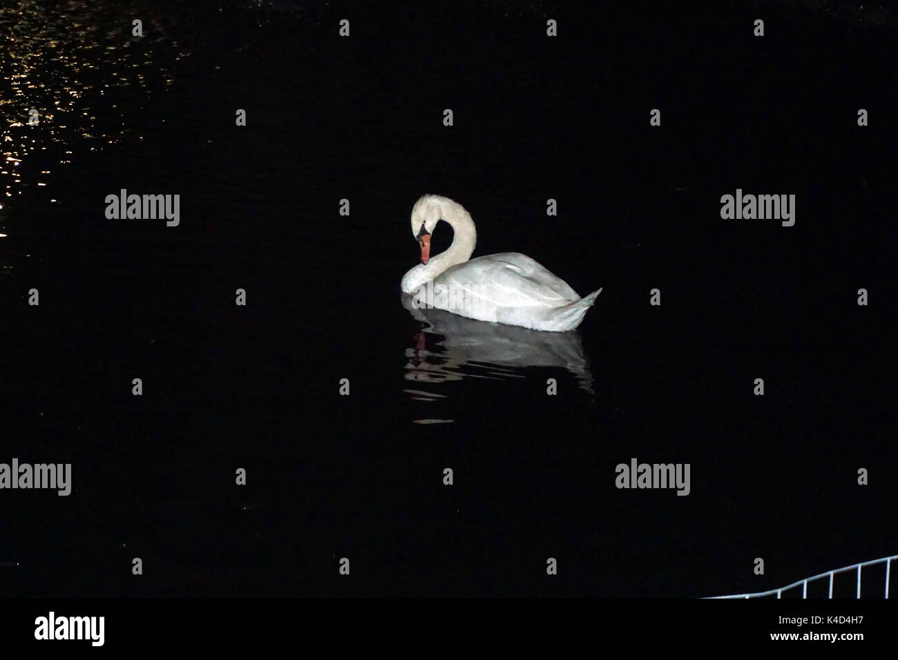 White Swan at night Stock Photo - Alamy