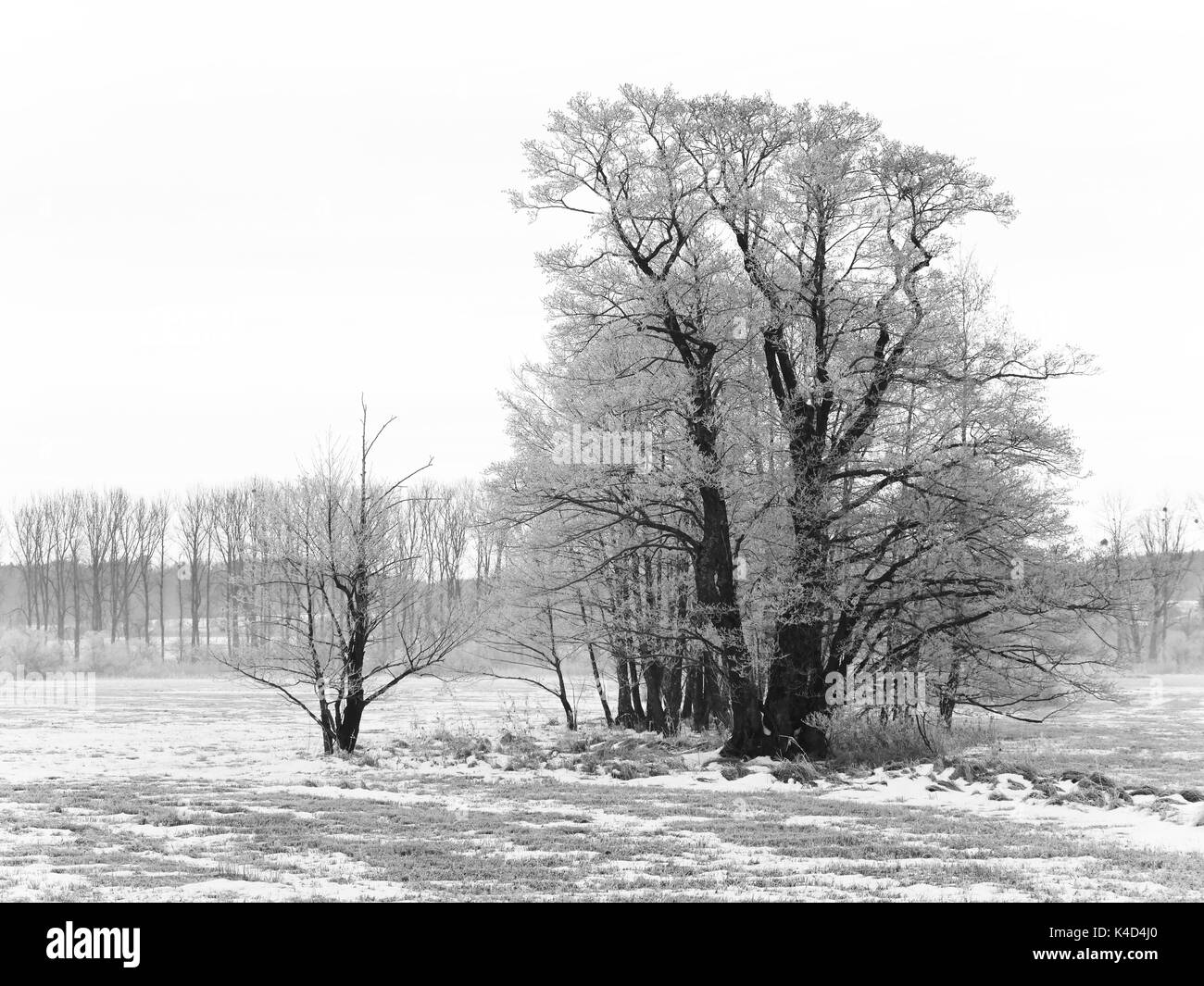 Winter Landscape With A Group Of Trees In Ampermoss, River Valley Fen ...