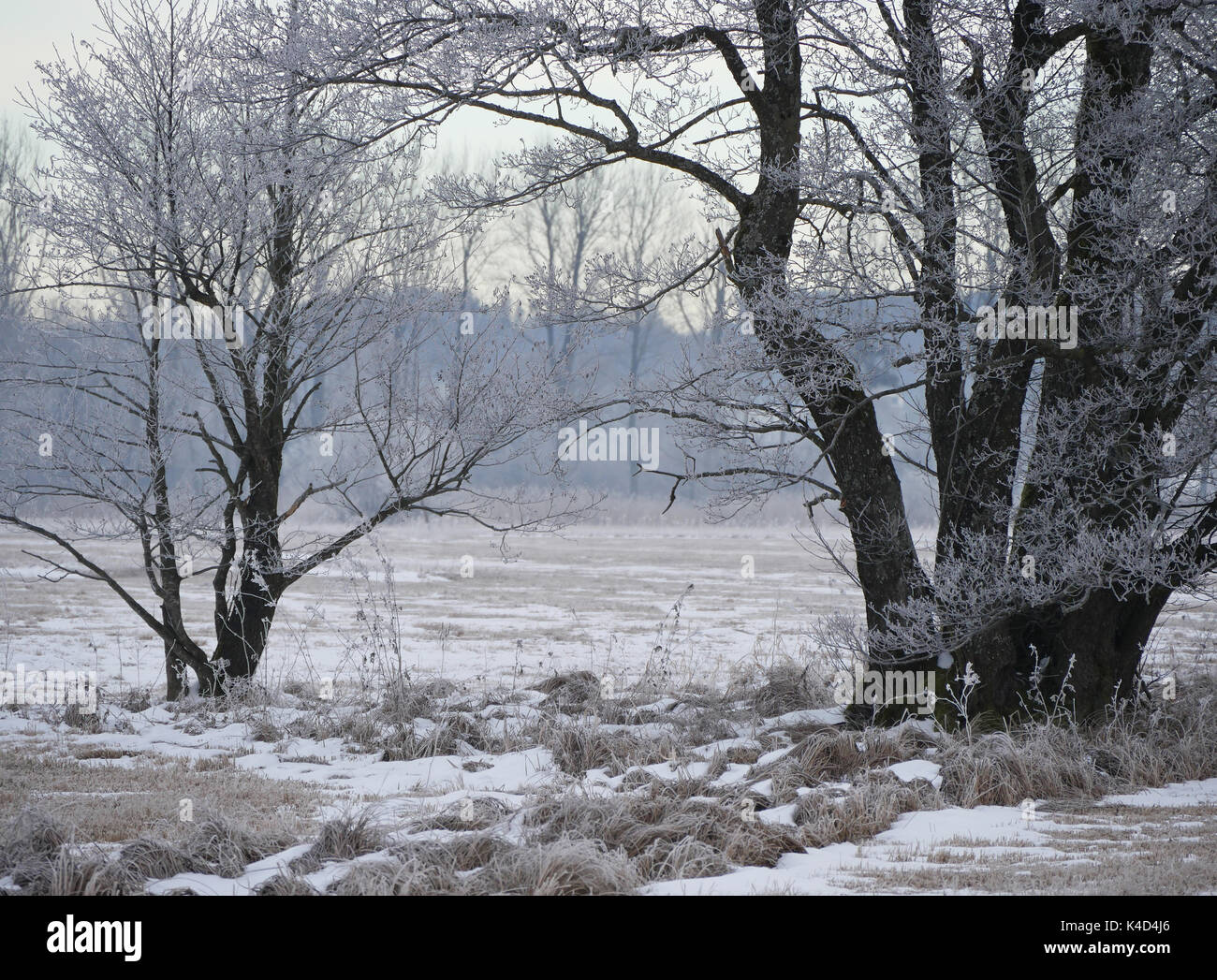 Winter Landscape With A Group Of Trees In Ampermoss, River Valley Fen ...