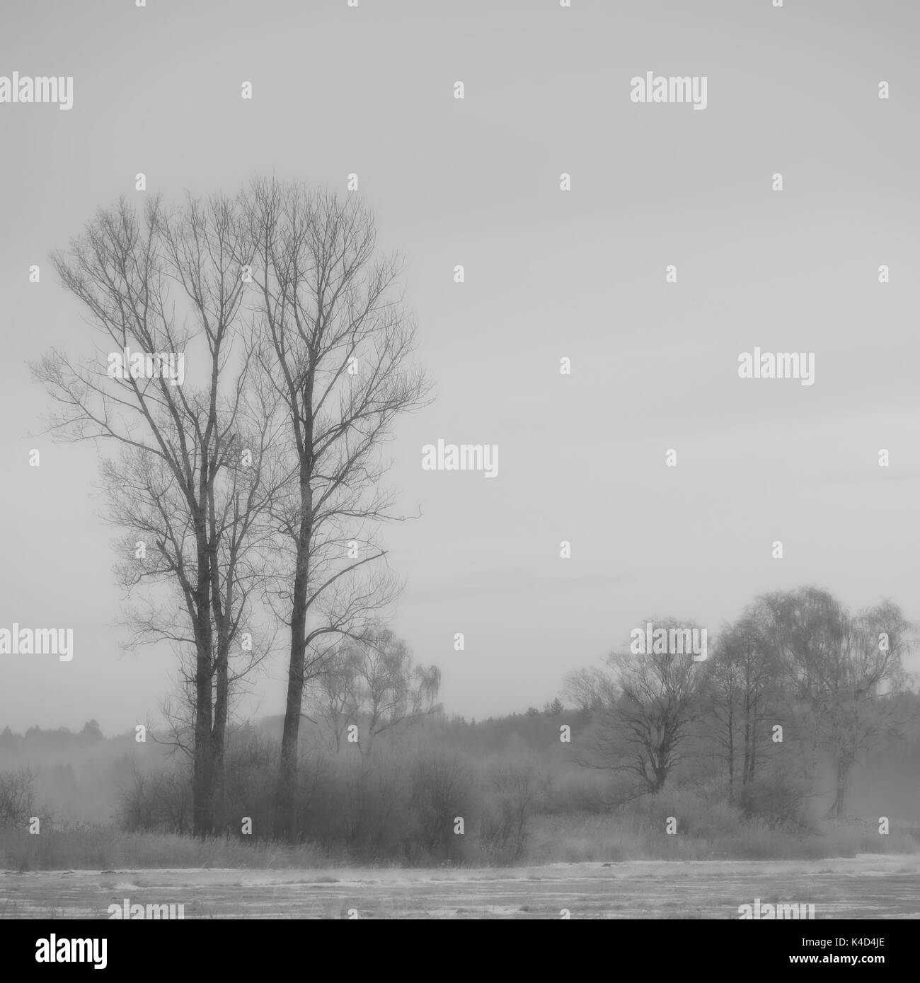 Winter Landscape With A Group Of Trees In Ampermoss, River Valley Fen ...
