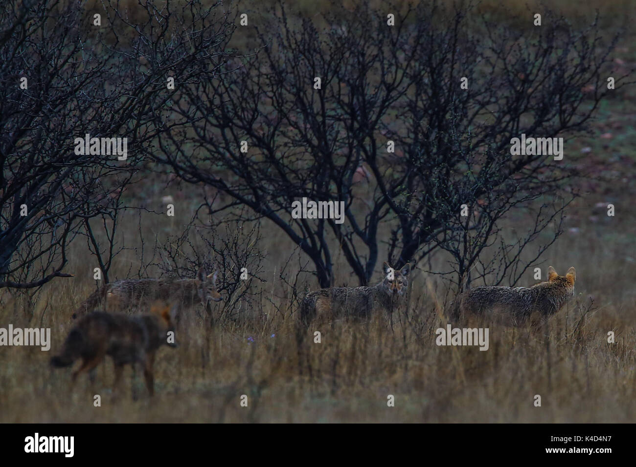 Rancho Fresnos and its passage from the San Pedro River basin in ...