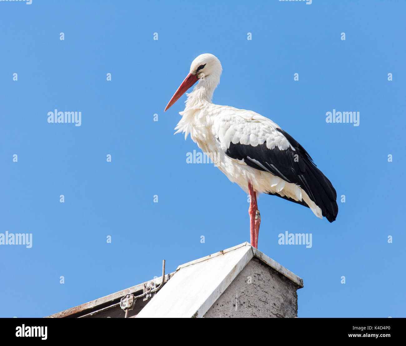 White stork standing on the roof of a house Stock Photo - Alamy