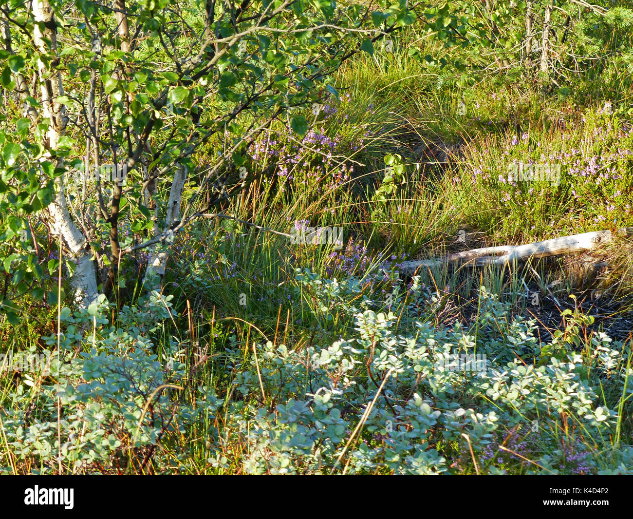 Bog Vegetation, Black Moor In Rhoen Stock Photo - Alamy