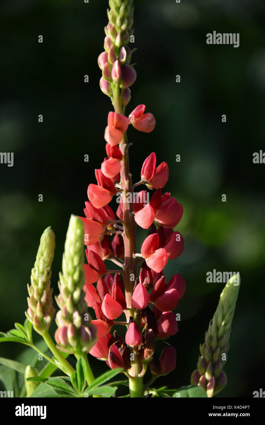Blooming macro lupine flower hi-res stock photography and images - Alamy