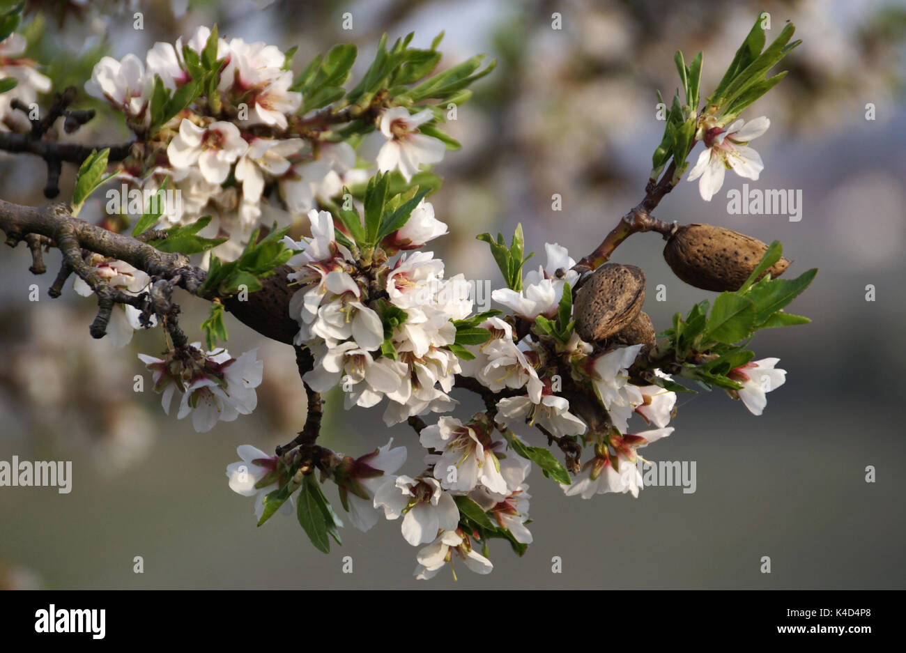 Almond tree and fruit hi-res stock photography and images - Alamy