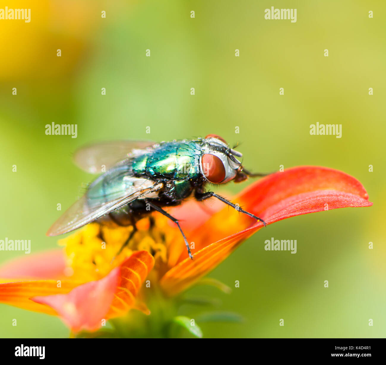 Blowfly flower hi-res stock photography and images - Alamy