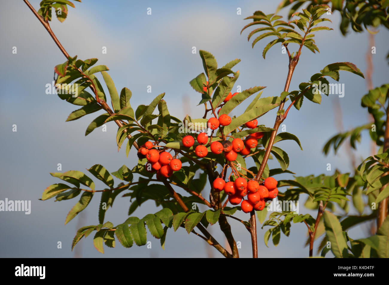 Rowanberries tree hi-res stock photography and images - Alamy