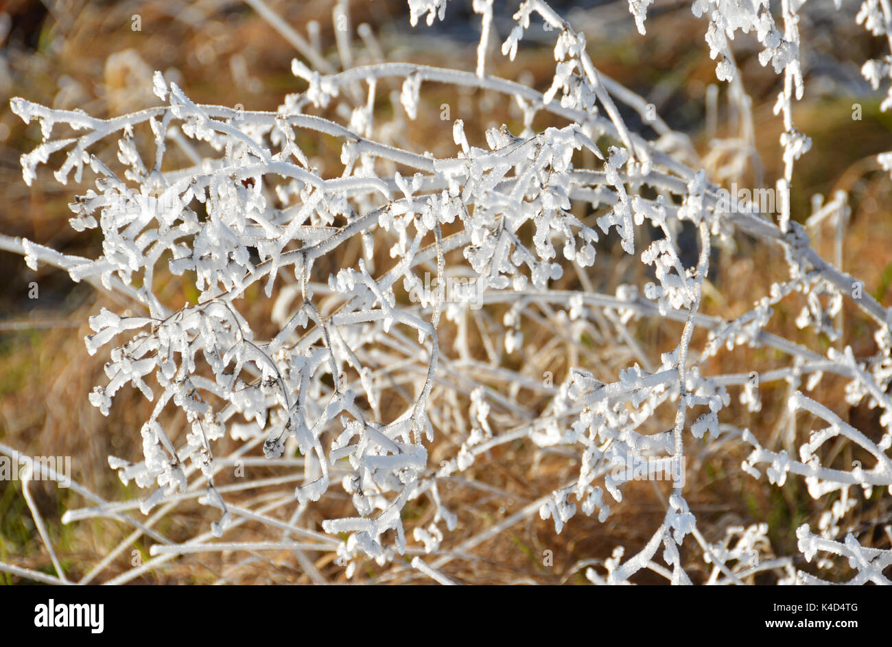 Is a shrub hi-res stock photography and images - Alamy