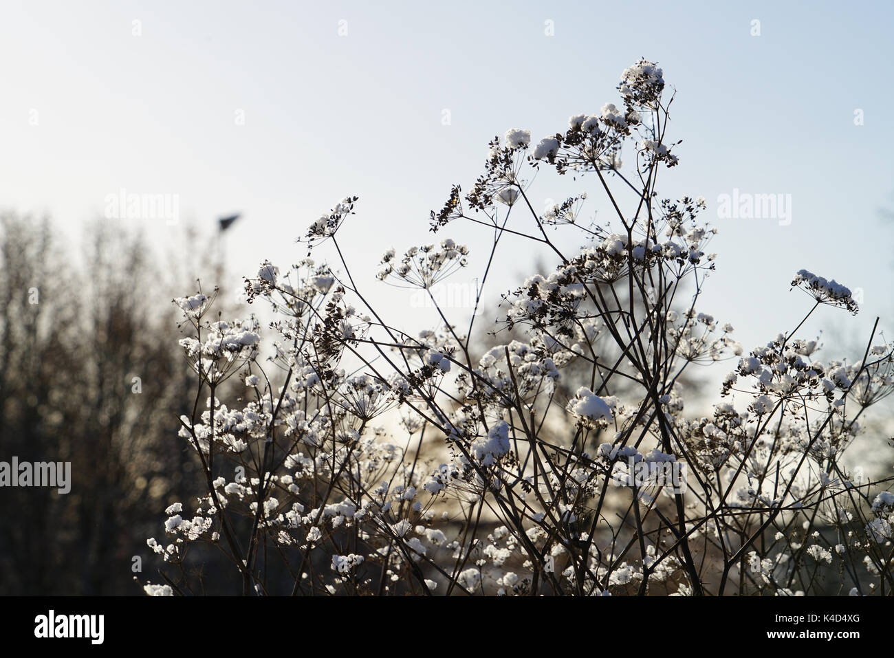 Bare Umbelliferous Flowers With Snow Peaks In Backlit Stock Photo - Alamy