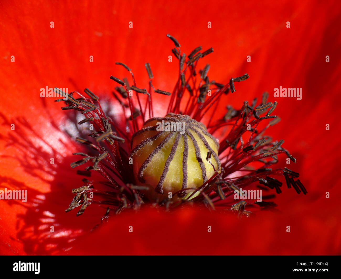 Corn Poppy Flower, Macro Stock Photo - Alamy