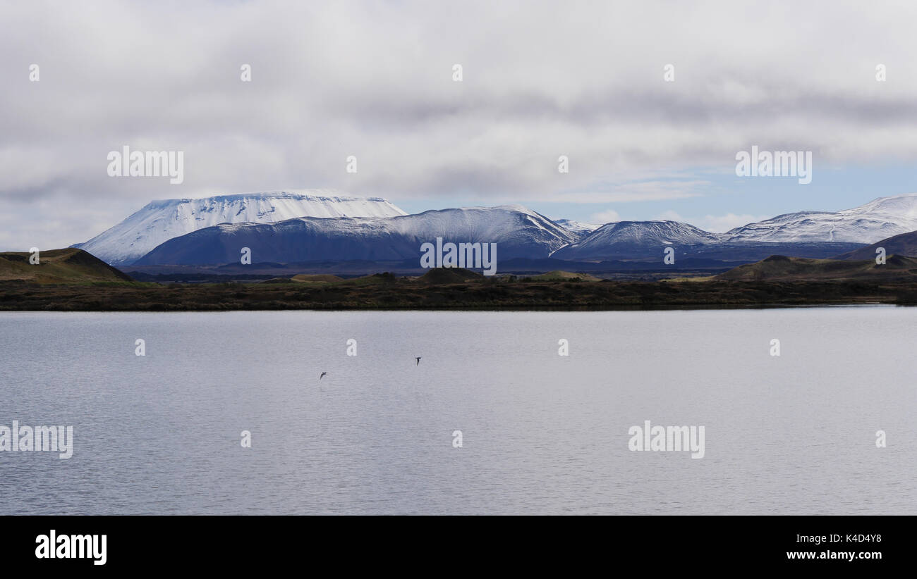 Biting midges hi-res stock photography and images - Alamy