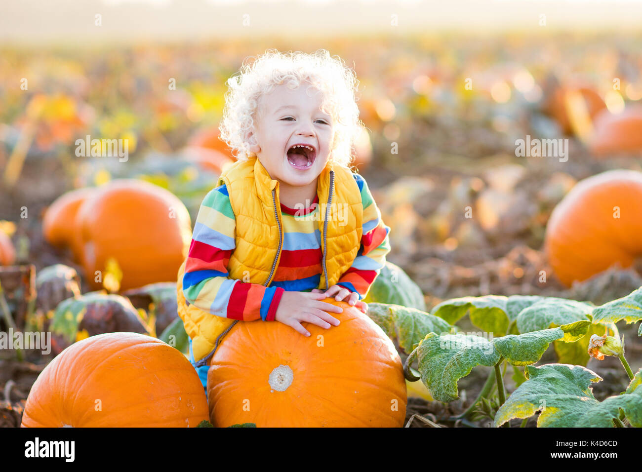 Little boy picking pumpkins on Halloween pumpkin patch. Child playing ...