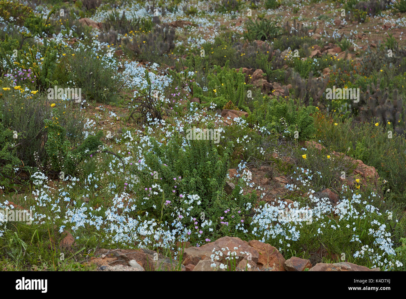 Flowers in the Atacama Desert. Spring flowers in bloom amongst the ...