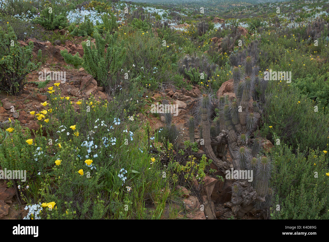 Flowers in the Atacama Desert. Spring flowers in bloom amongst the ...