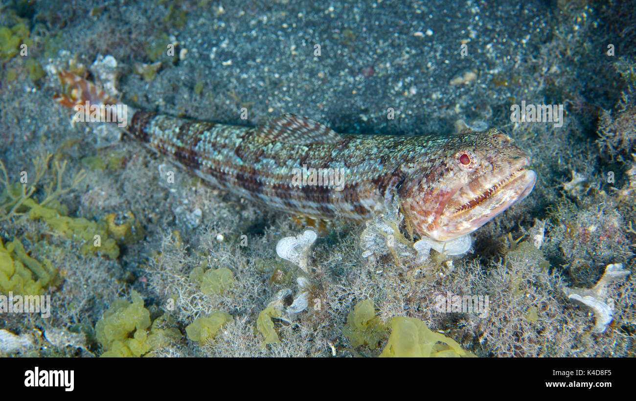 Pez rayado hi-res stock photography and images - Alamy