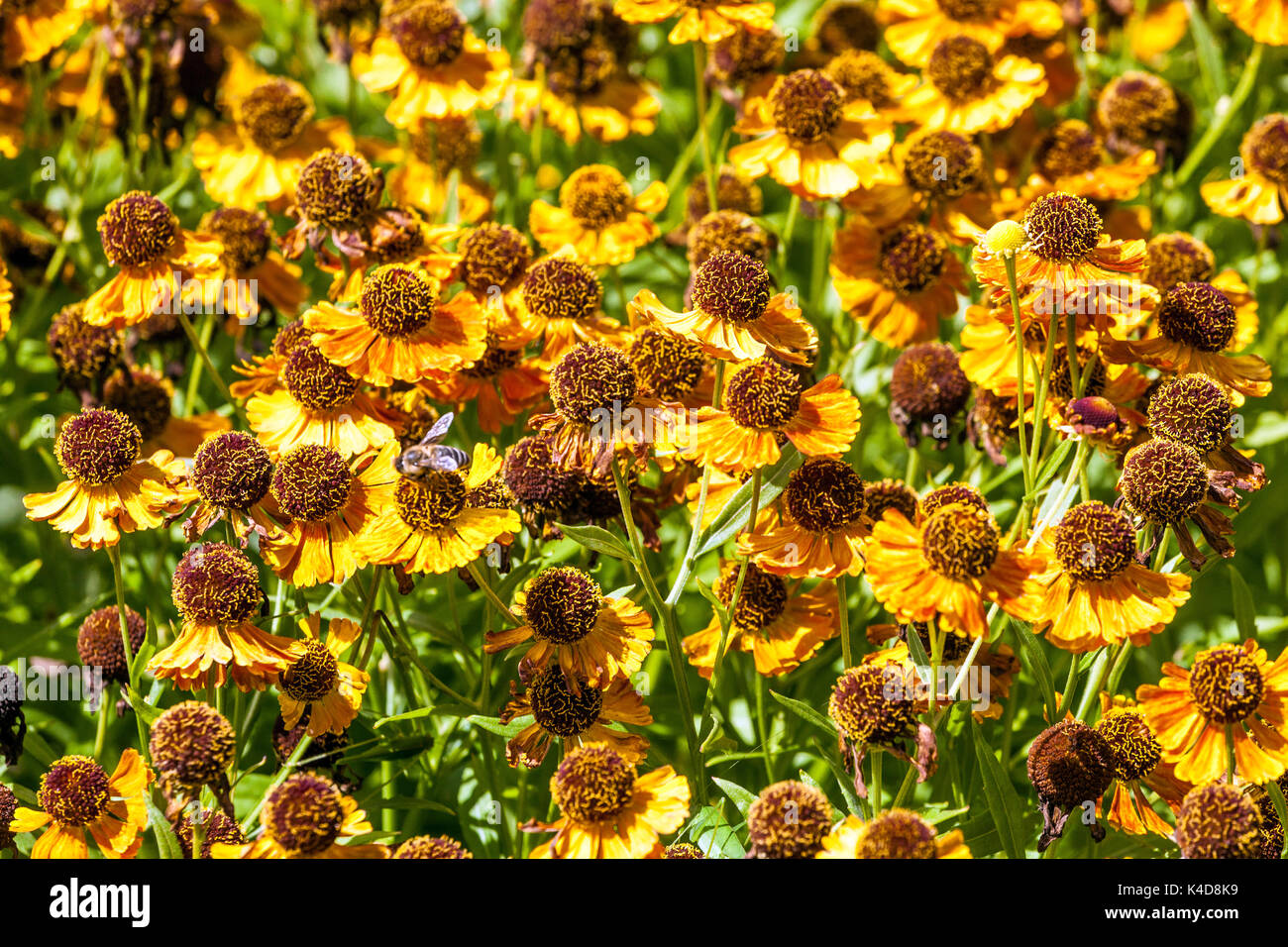 Helenium "Amber Dwarf", Sneezeweed Stock Photo - Alamy