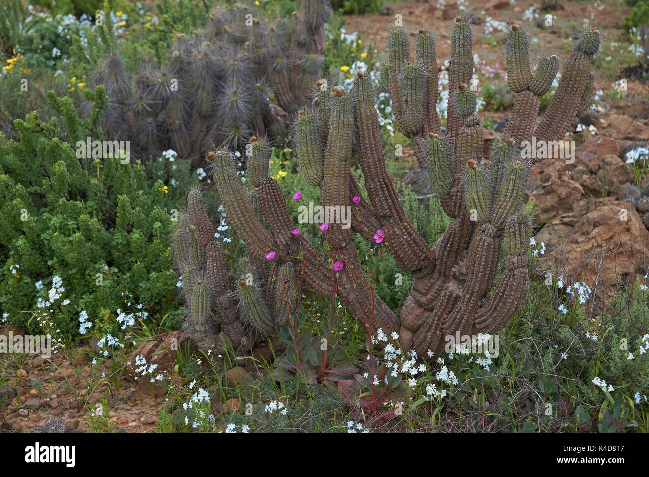 Flowers in the Atacama Desert. Spring flowers in bloom amongst the ...