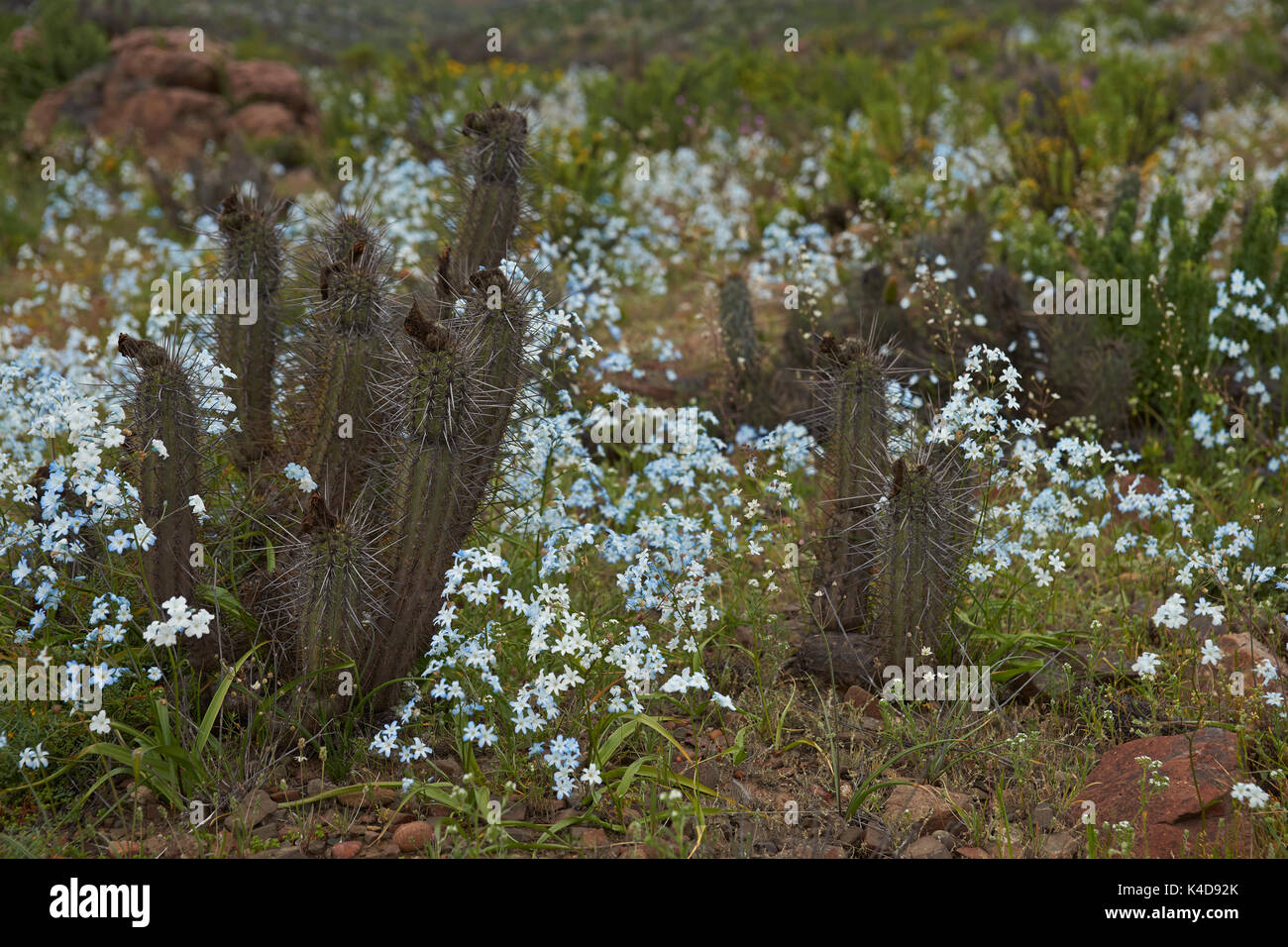 Flowers in the Atacama Desert. Spring flowers in bloom amongst the ...