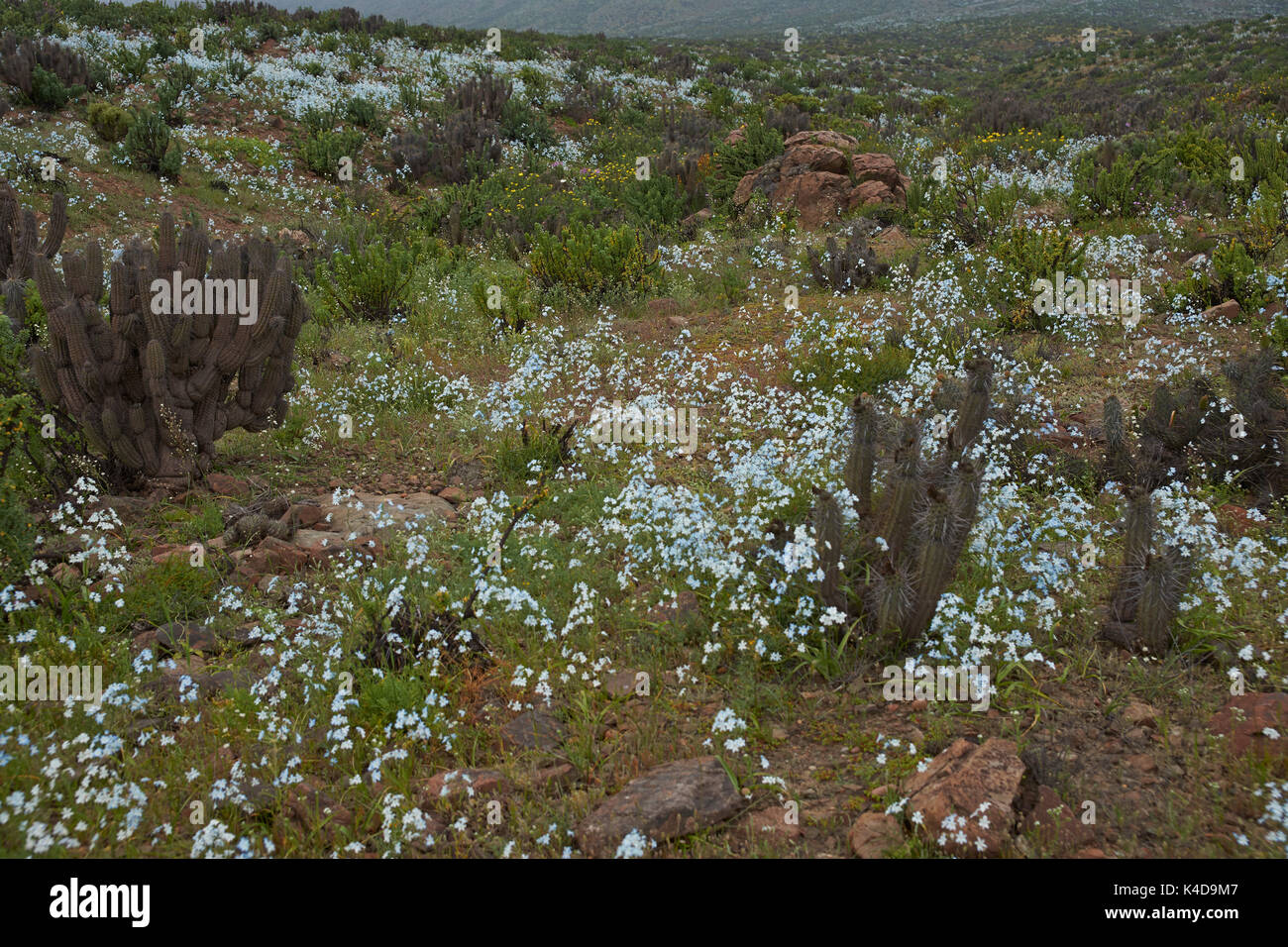 Flowers in the Atacama Desert. Spring flowers in bloom amongst the ...