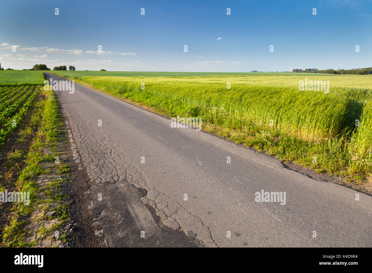 Rye spring hi-res stock photography and images - Alamy