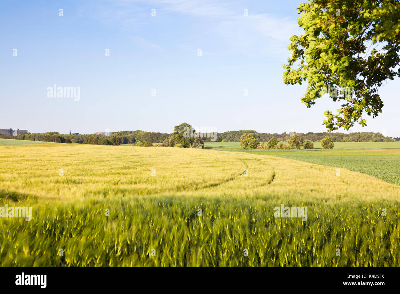 A rye field in spring with a tree and blue sky as background in Germany ...