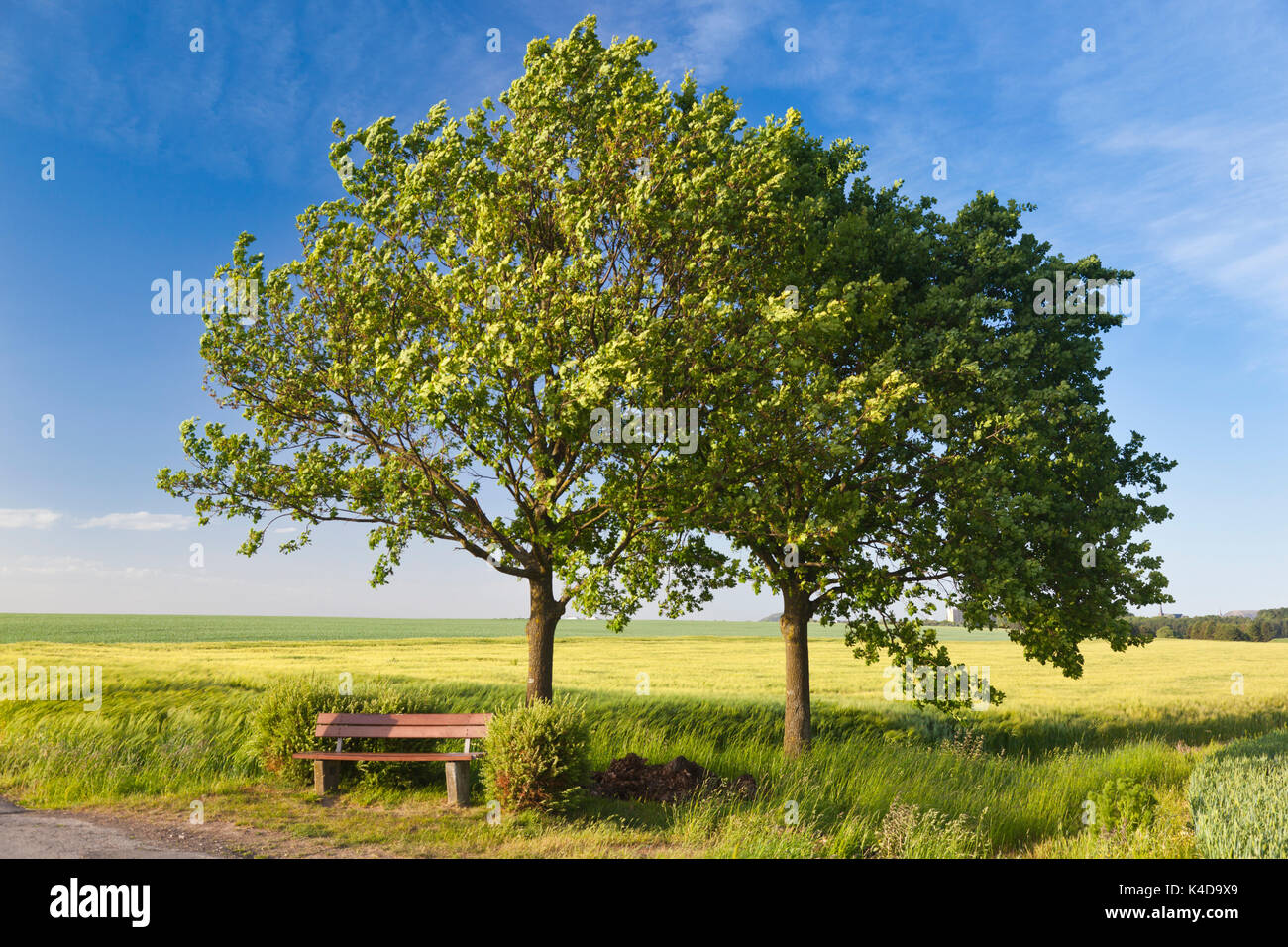 A road and a rye field in spring with a bench under two trees in the ...
