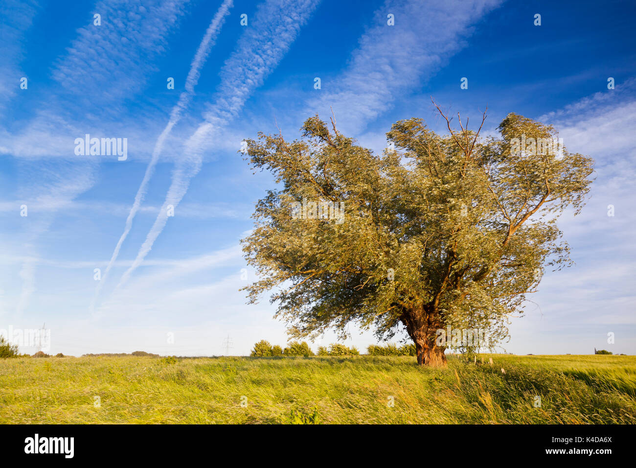 Fields spring blue sky hi-res stock photography and images - Alamy