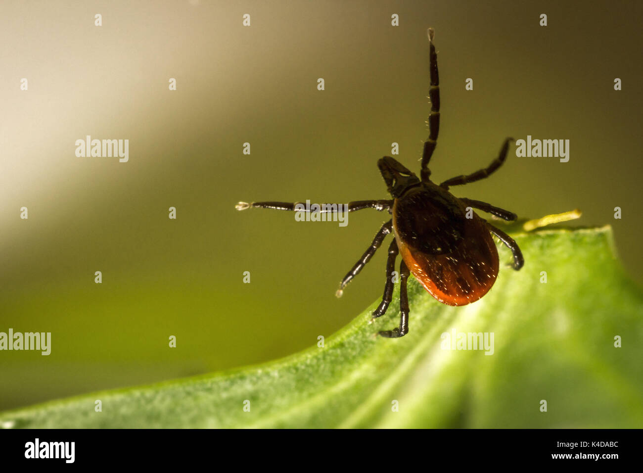 The castor bean tick (Ixodes ricinus Stock Photo - Alamy