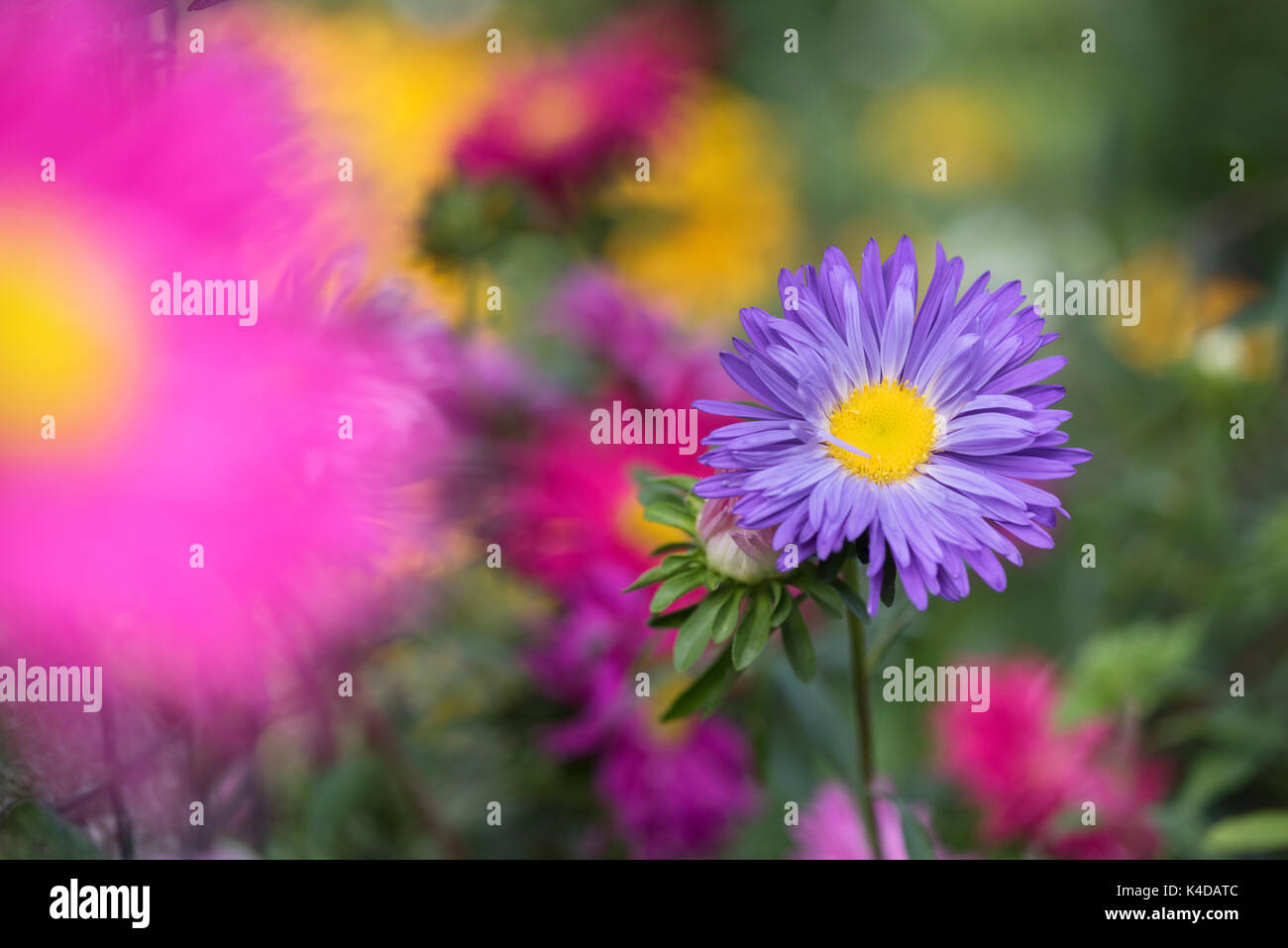 Aster giant single andrella hi-res stock photography and images - Alamy