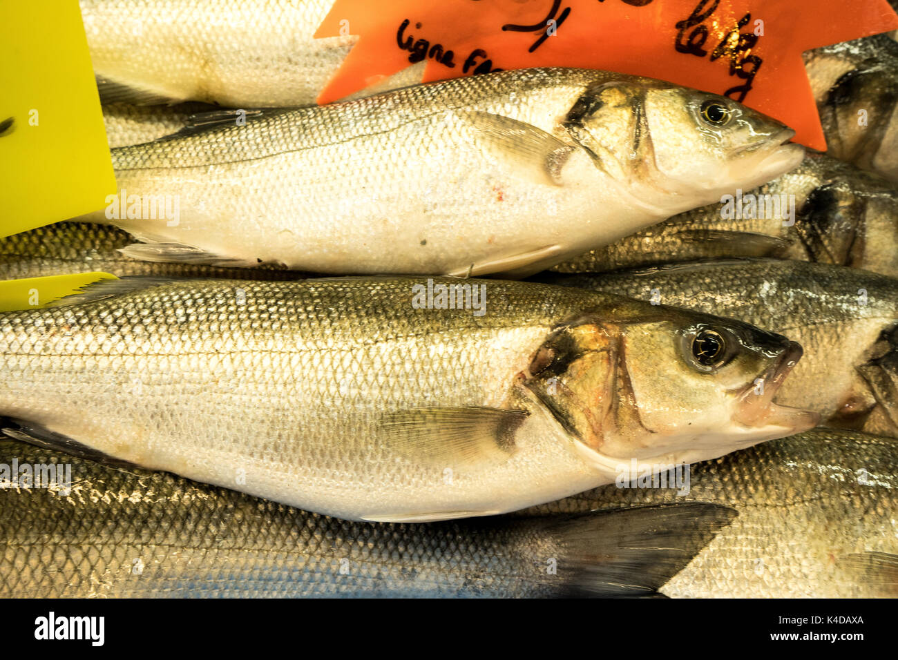 Animal filet fishing hi-res stock photography and images - Alamy