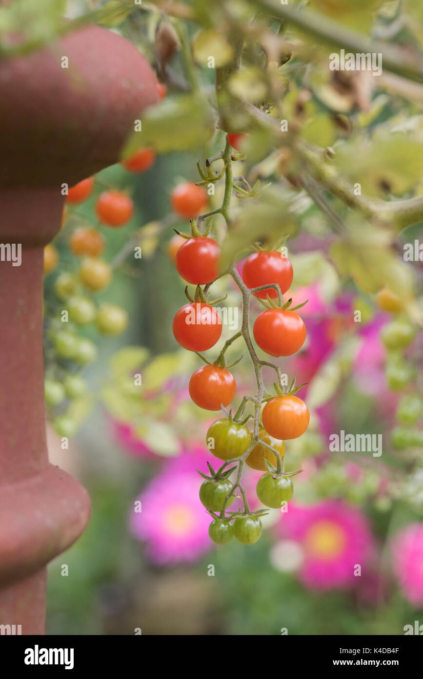Wild Tomato Plant Stock Photos & Wild Tomato Plant Stock Images - Alamy