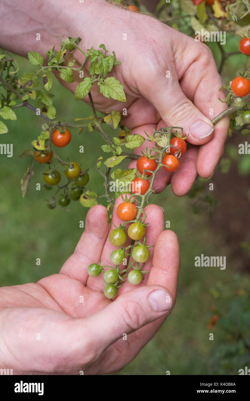 Tomato picking hi-res stock photography and images - Alamy