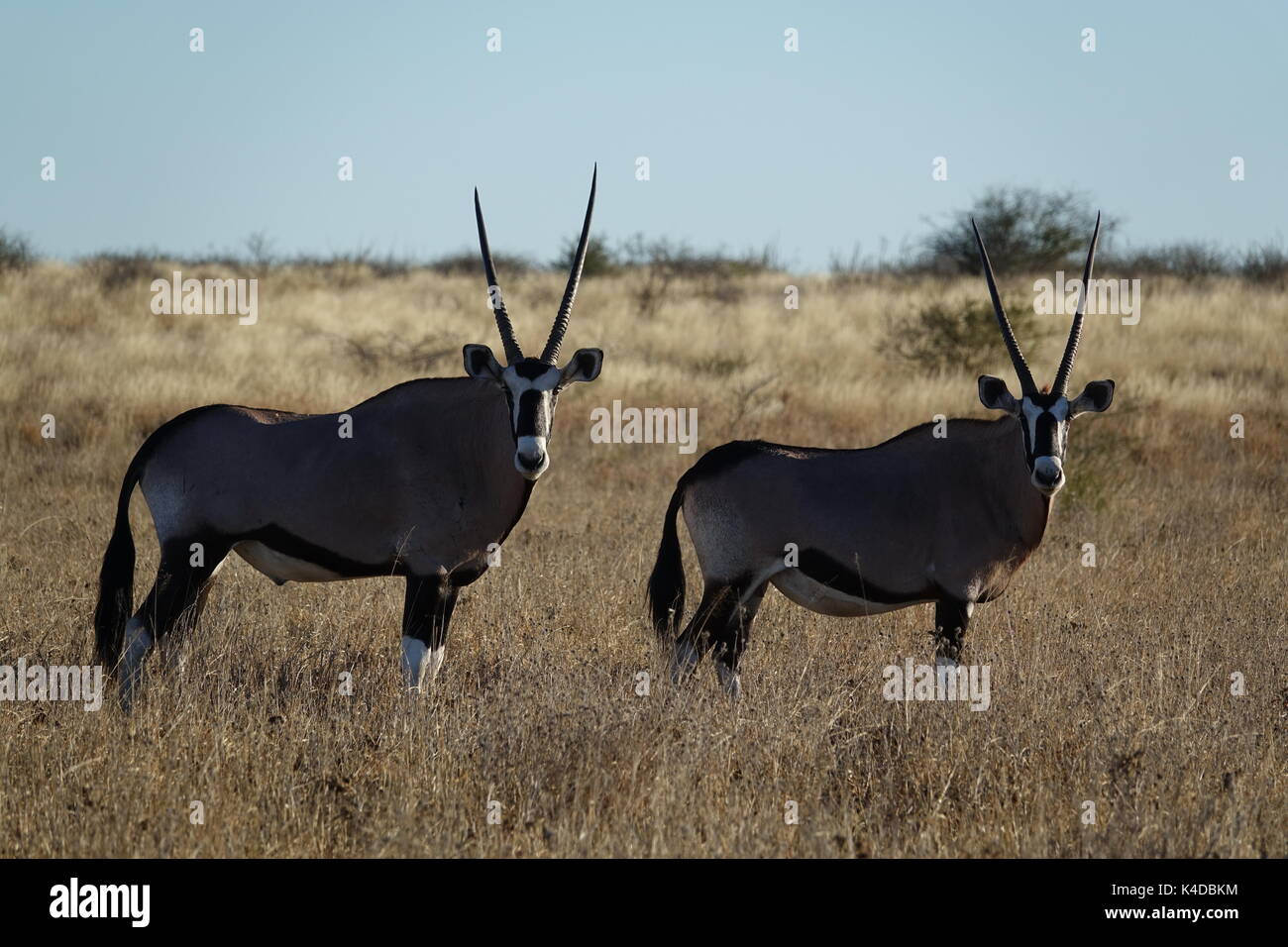 Kalahari gemsbok national park hi-res stock photography and images - Alamy