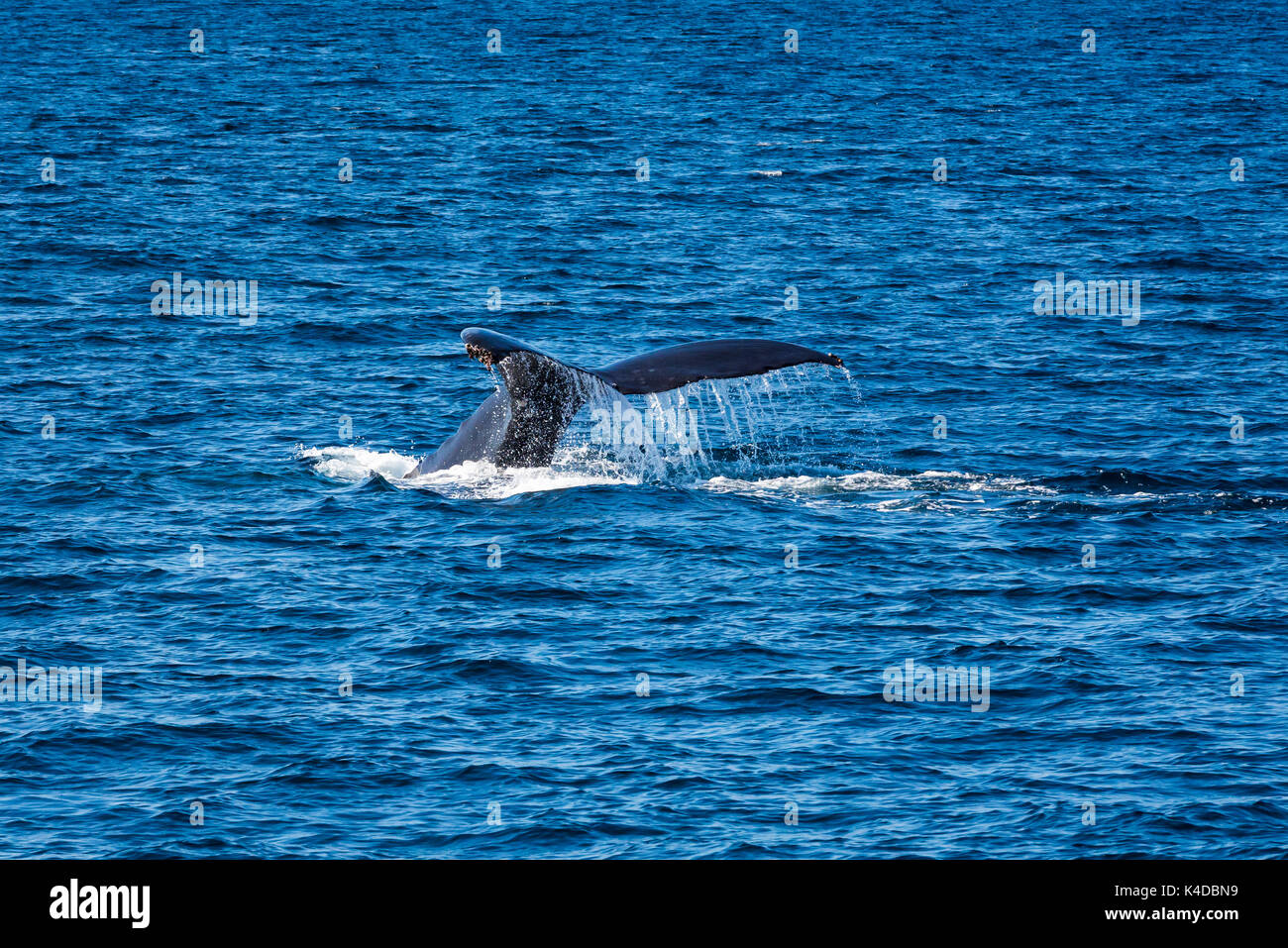 Humpback whale channel islands hi-res stock photography and images - Alamy