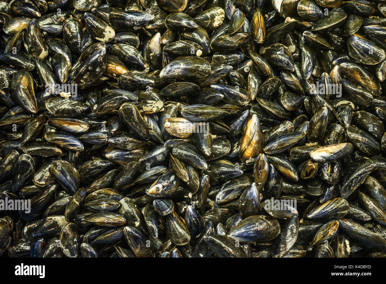 Close up crawfish shells hi-res stock photography and images - Alamy