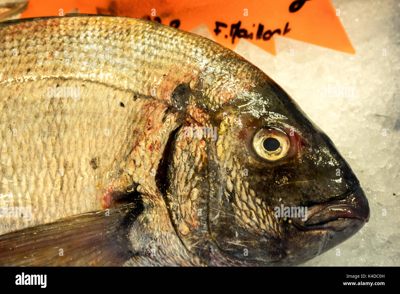 Animal filet fishing hi-res stock photography and images - Alamy