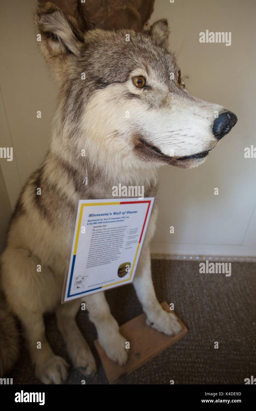 A stuffed wolf that had been poached, on display at the "Wall of Shame ...
