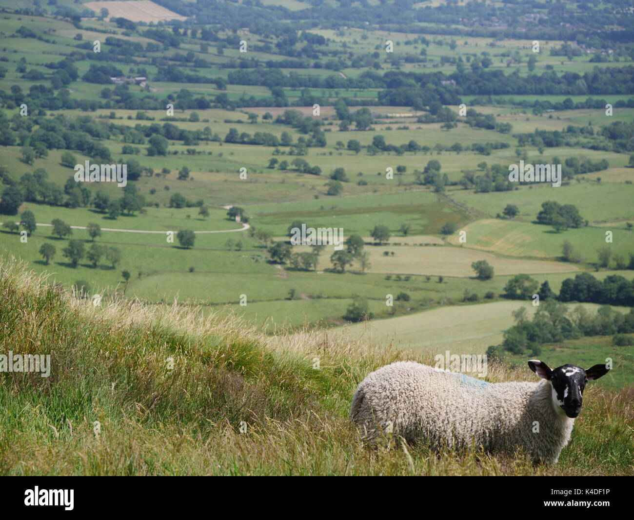 Derbyshire gritstone sheep hi-res stock photography and images - Alamy