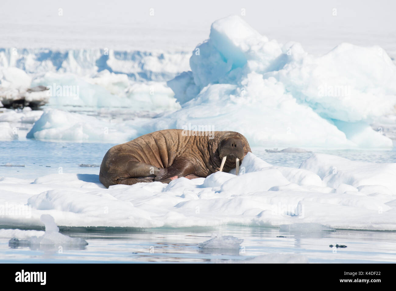 Walrus on ice flow Stock Photo - Alamy