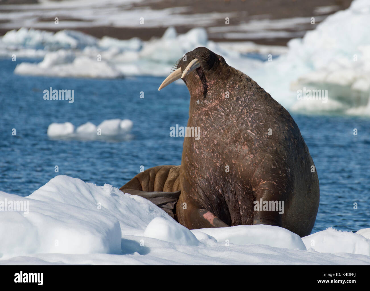 Walrus on ice flow Stock Photo - Alamy